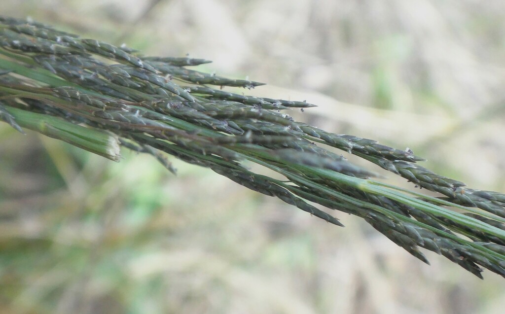 African love grass from Yass NSW 2582, Australia on April 23, 2019 at ...