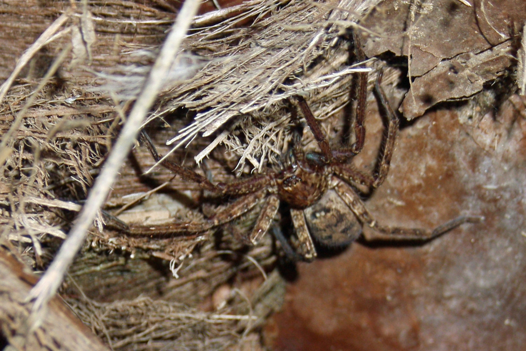 Giant Huntsman Spiders from Tuan QLD 4650, Australia on August 8, 2009 ...