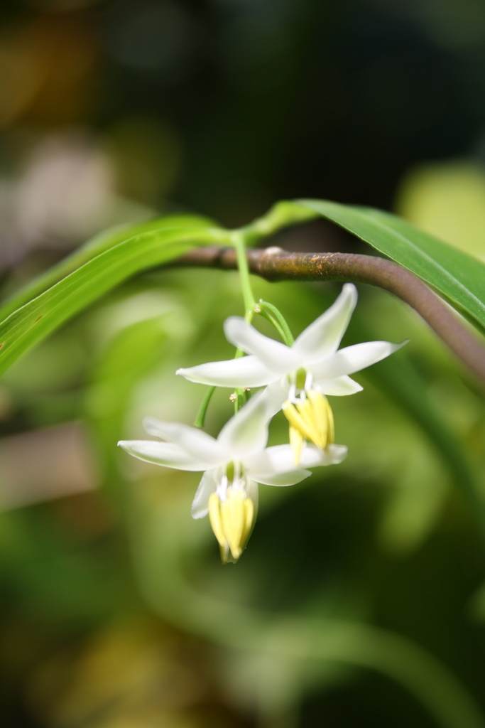 Climbing Lily in September 2011 by elimbahlfw · iNaturalist