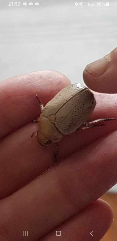 Christmas Beetles from Brightview QLD 4311, Australia on January 1 ...