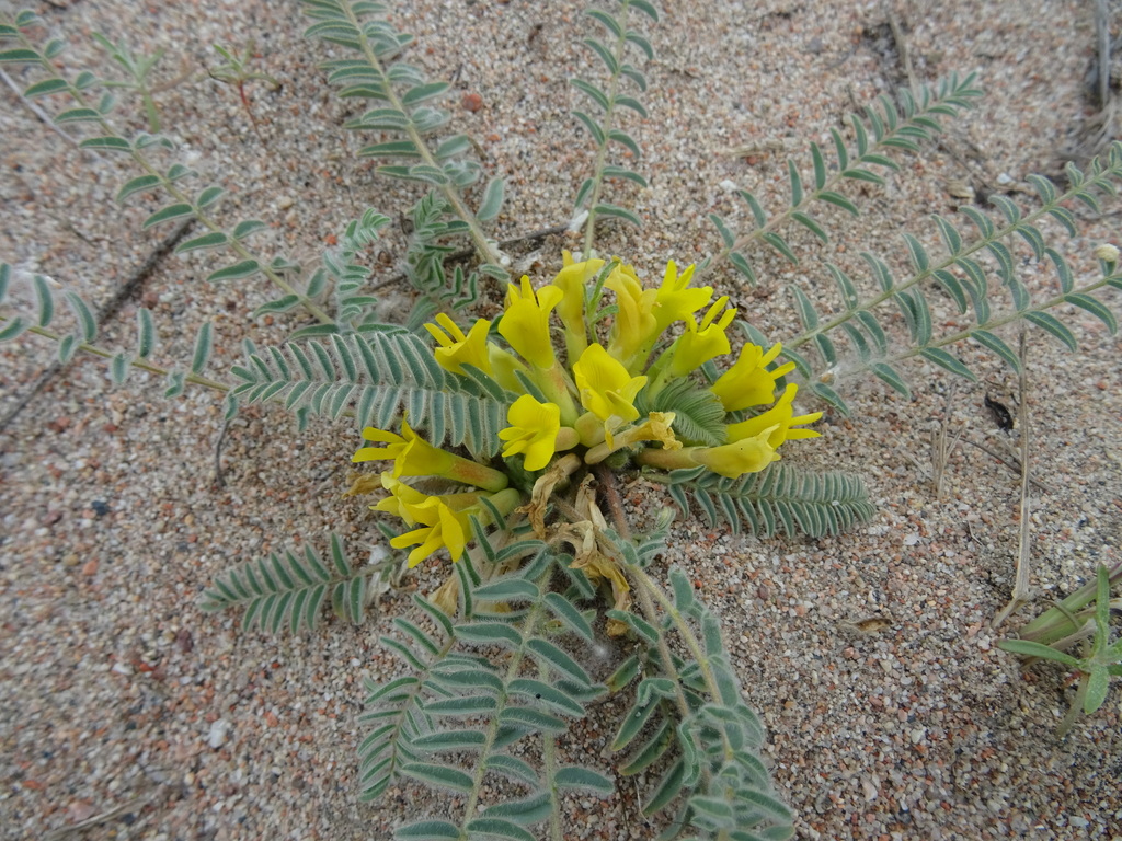 Astragalus issykkulensis from Yssykköl, Kirghizistan on June 9, 2022 at ...
