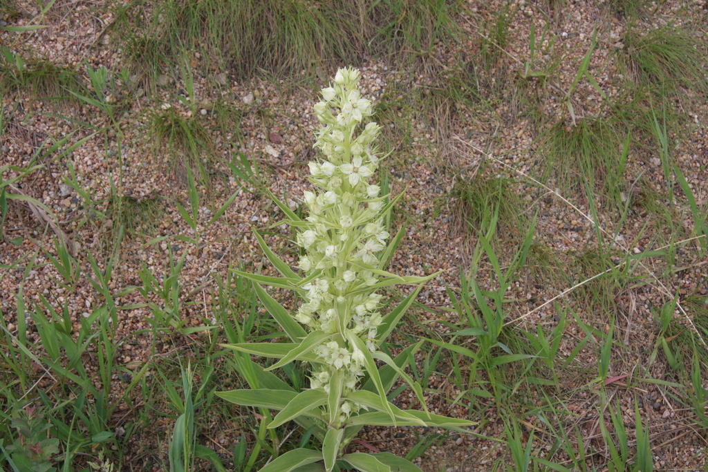 monument plant from Boulder, CO, USA on June 3, 2010 at 02:41 PM by ...
