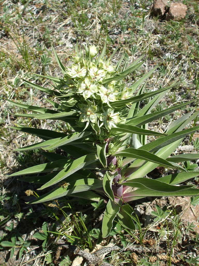 monument plant from Clear Creek County, CO, USA on June 27, 2011 at 10: ...