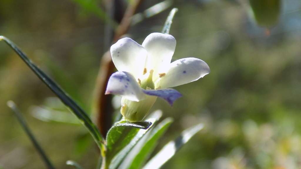 sweet apple-berry from Coromandel East SA 5157, Australia on January 2 ...