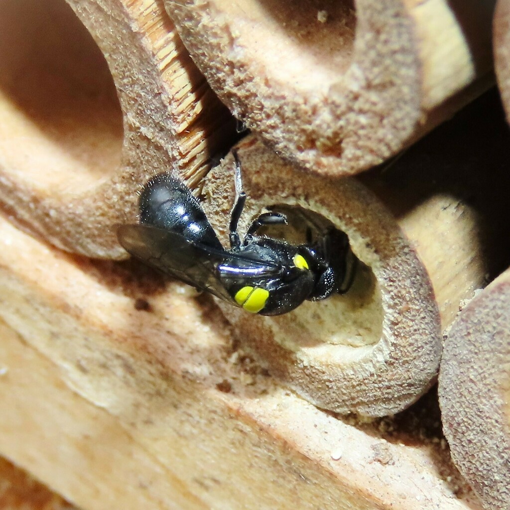 Cloudy Masked Bee from Wallaga Lake NSW 2546, Australia on January 2 ...