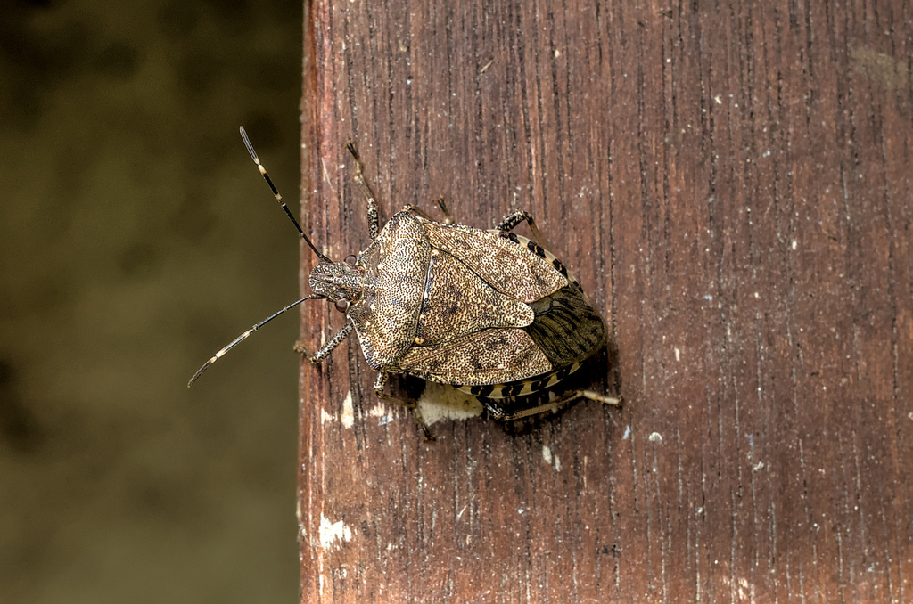 Brown Marmorated Stink Bug from Kleinzschocher, Leipzig, Deutschland on ...