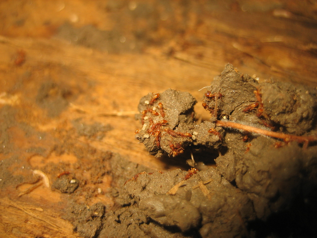 Mustache and Pygmy Snapping Ants from Binjiang Forest Park, Shanghai ...