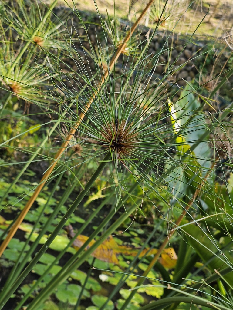 Papyrus sedge from 314台灣新竹縣北埔鄉 on December 31, 2023 at 10:36 AM by 郭伯川 ...