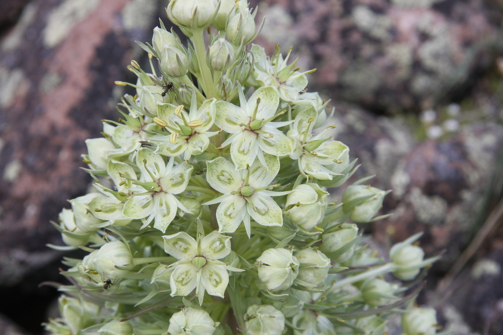 monument plant from Park County, CO, USA on July 2, 2011 at 02:25 AM by ...