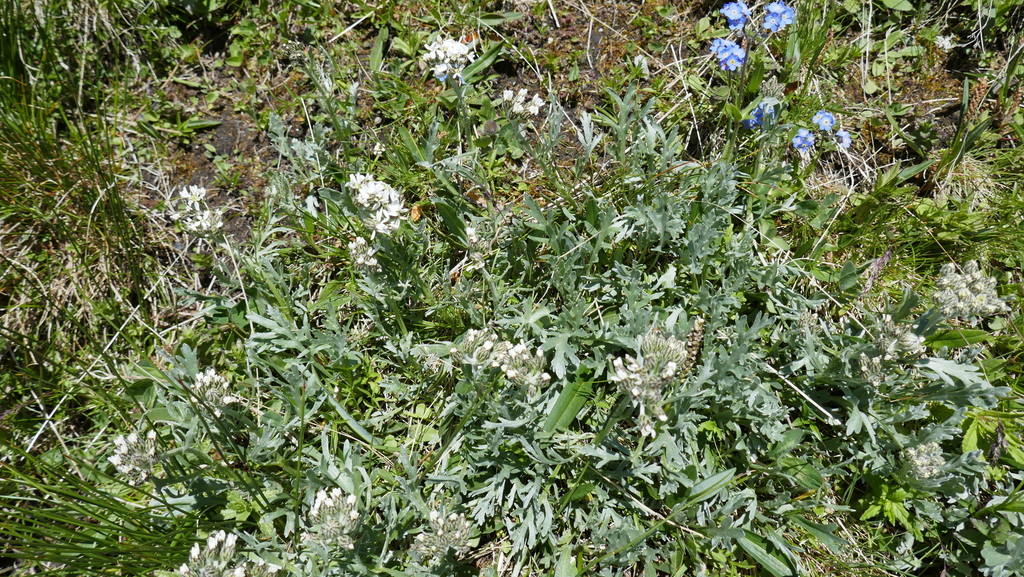 Silvery Yarrow from Zell am See District, Àustria on June 25, 2023 at ...