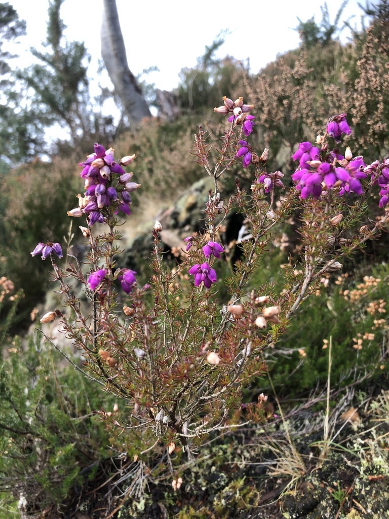 Bell Heather from Highland, Scotland, GB on January 2, 2024 at 12:26 PM ...