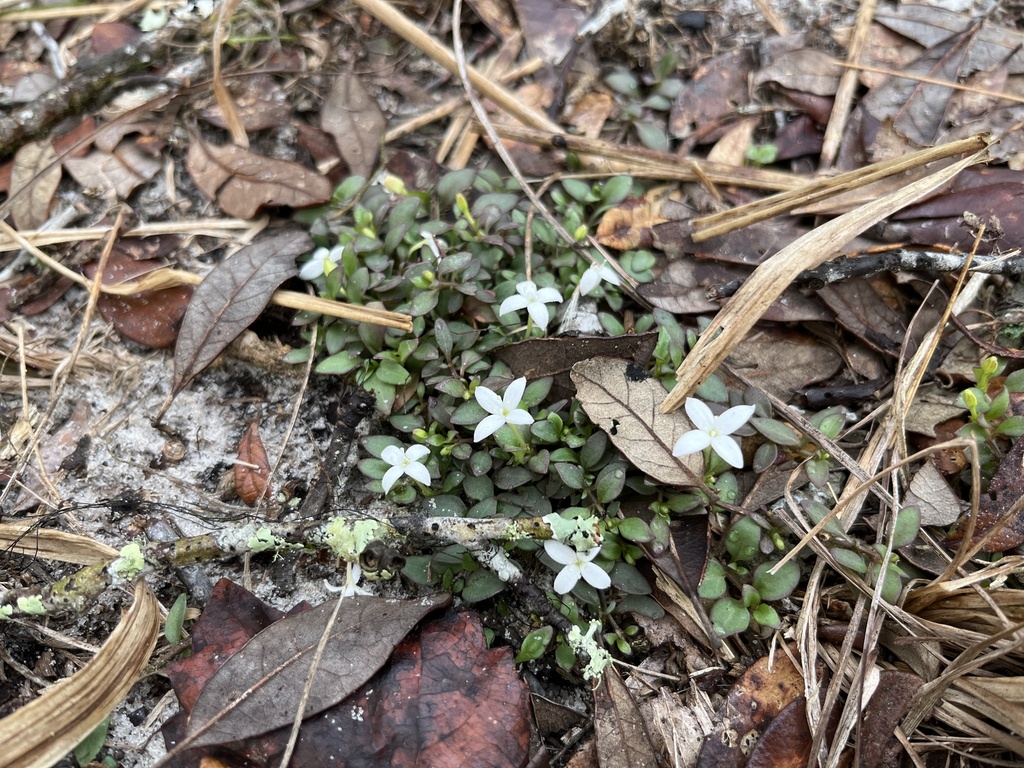 roundleaf bluet from Lake Wales Ridge State Forest Trail, Frostproof ...