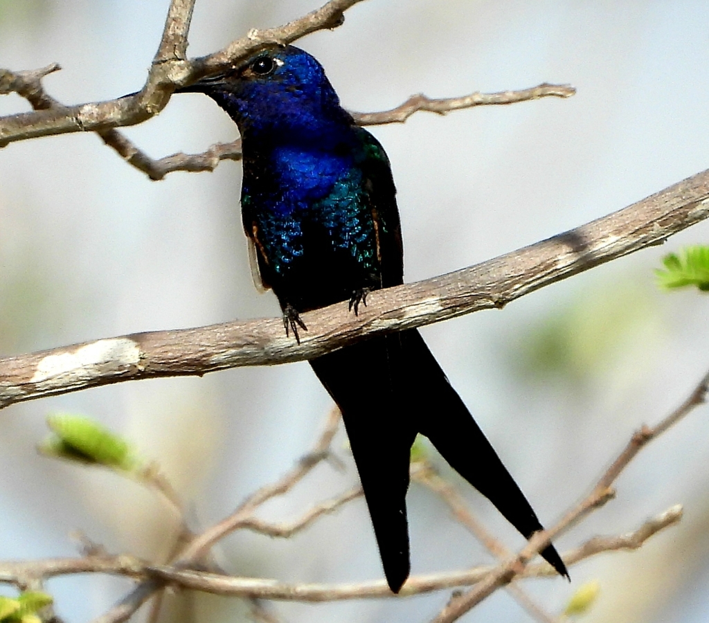 Colibrí Golondrina desde Tamboril, Morro do Chapéu - BA, 44850-000 ...