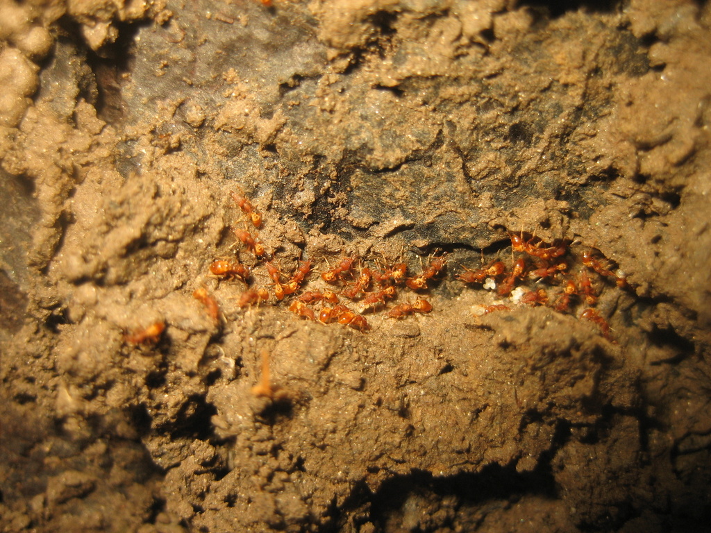 Mustache and Pygmy Snapping Ants from Binjiang Forest Park, Shanghai ...