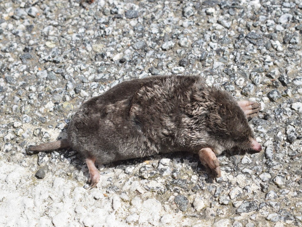 Broad-footed Mole from Lexington Reservoir County Park, CA, USA on ...