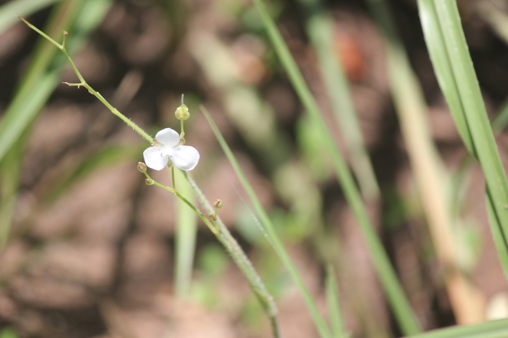 flowering plants from Daly, Northern Territory, Australia on December 8 ...