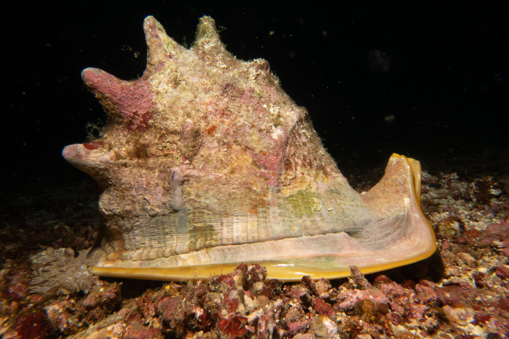 Horned Helmet Snail from Mabini, Provinz Batangas, Philippinen on ...