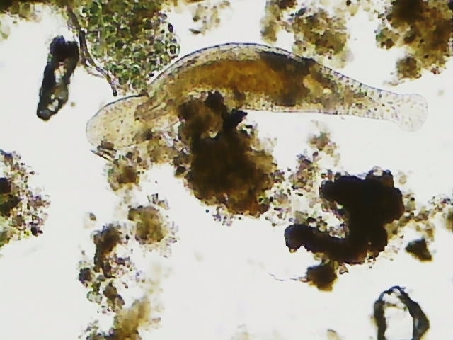 Macrostomum from Miami-Dade County, FL, USA on December 31, 2023 at 08: ...