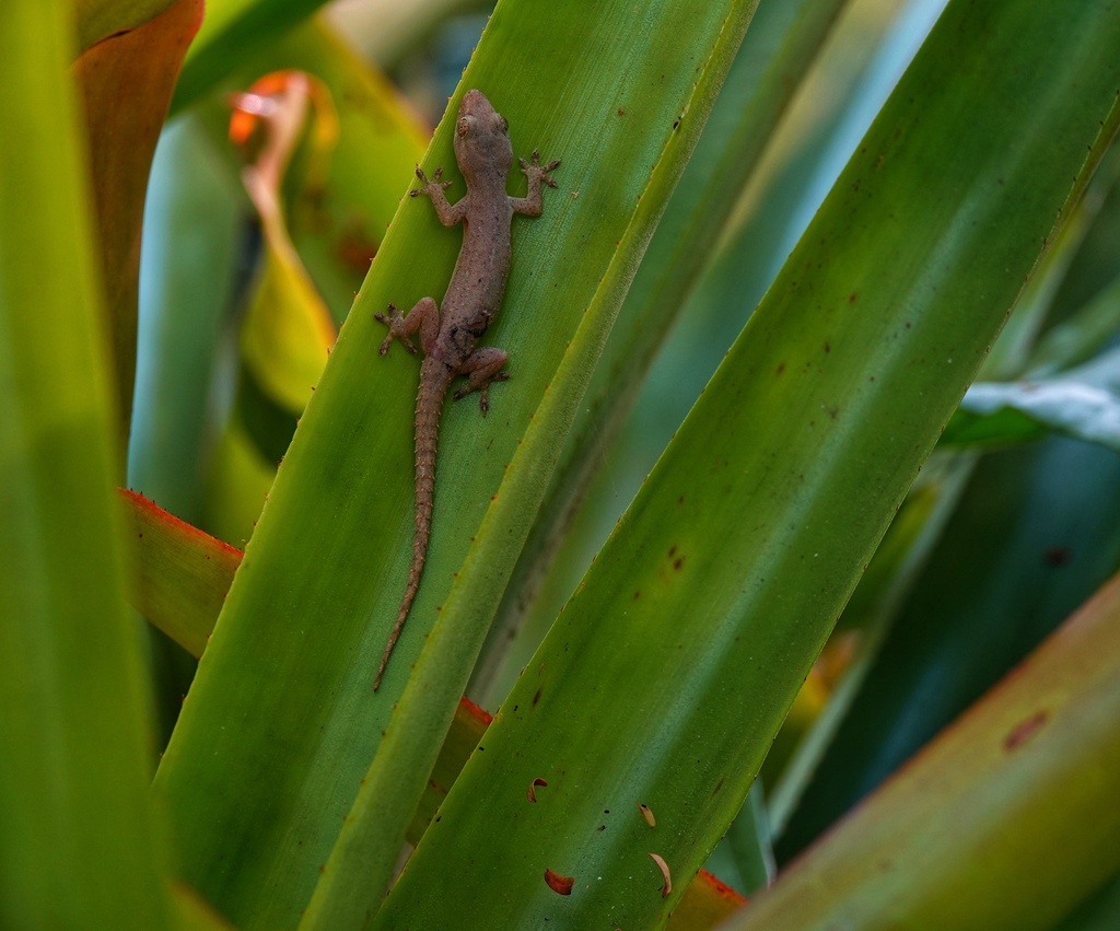 Asian House Gecko from Khao Laem Ya-Mu Koh Samet National Park, Mueang ...