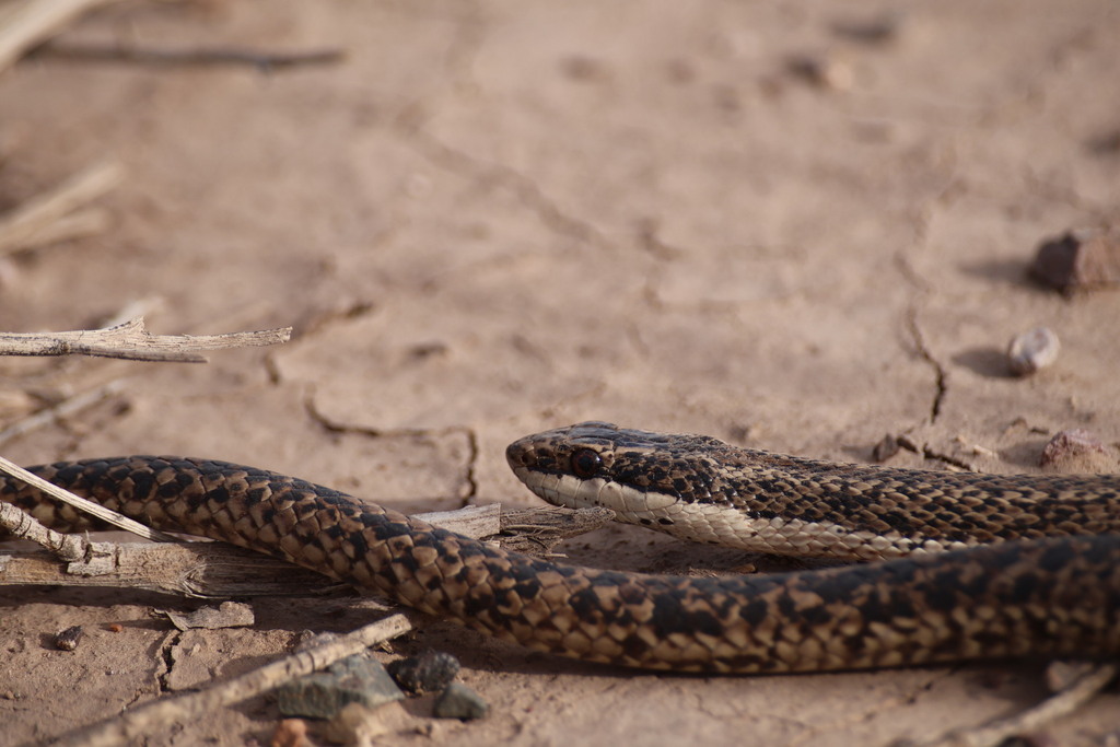 Mousehole Snake from Las Heras Department, Mendoza Province, Argentina ...