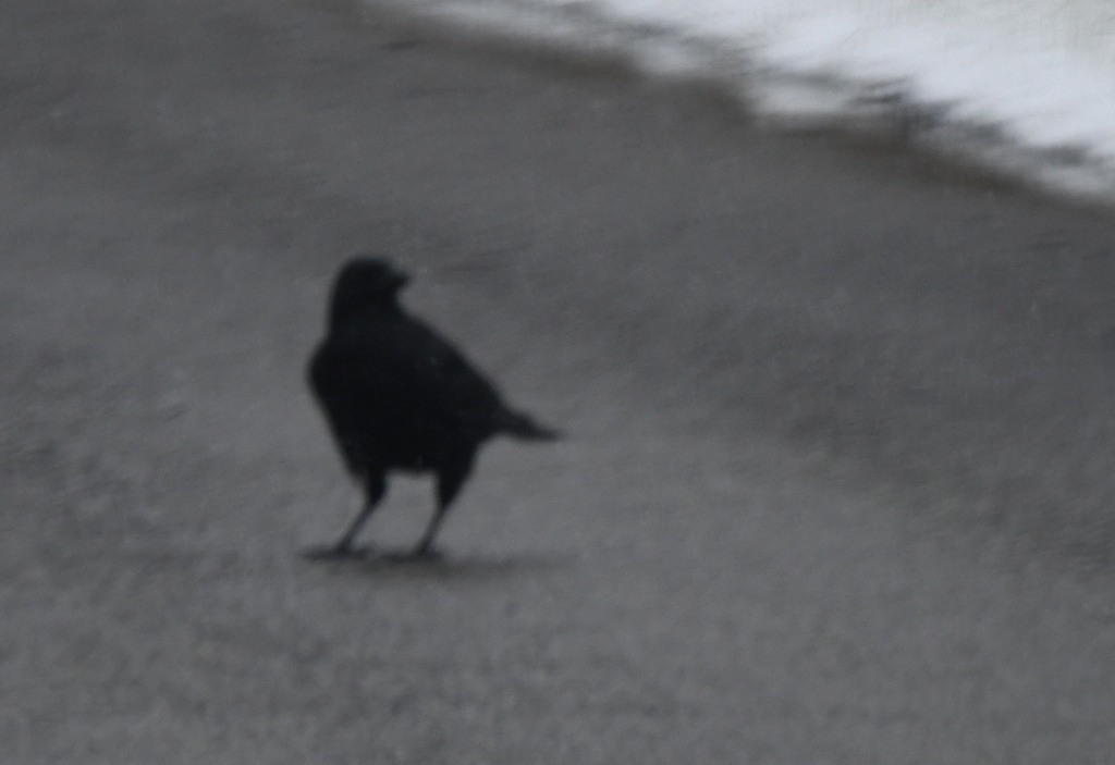 American Crow from Elkins, WV 26241, USA on January 1, 2024 at 11:36 AM ...