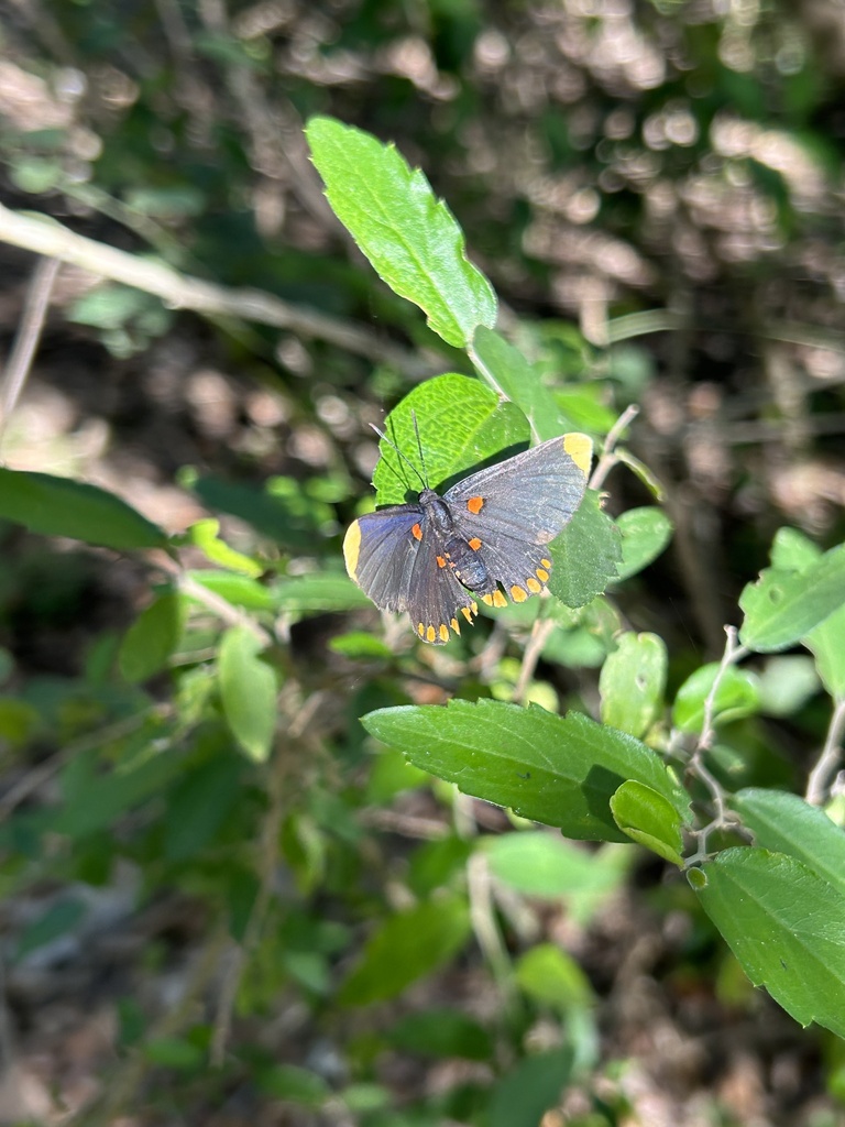 Red-bordered Pixie from Estero Llano Grande State Park, Weslaco, TX, US ...