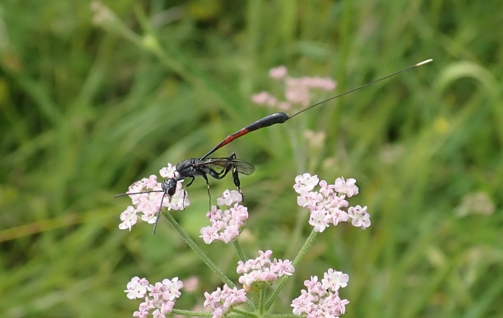 Gasteruption from La Vaubraie, 61130 Saint-Cyr-la-Rosière, France on ...