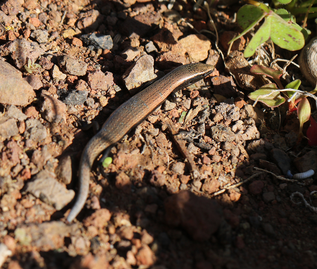 West Canary Skink from 38294 Chinamada, Santa Cruz de Tenerife, Spain ...