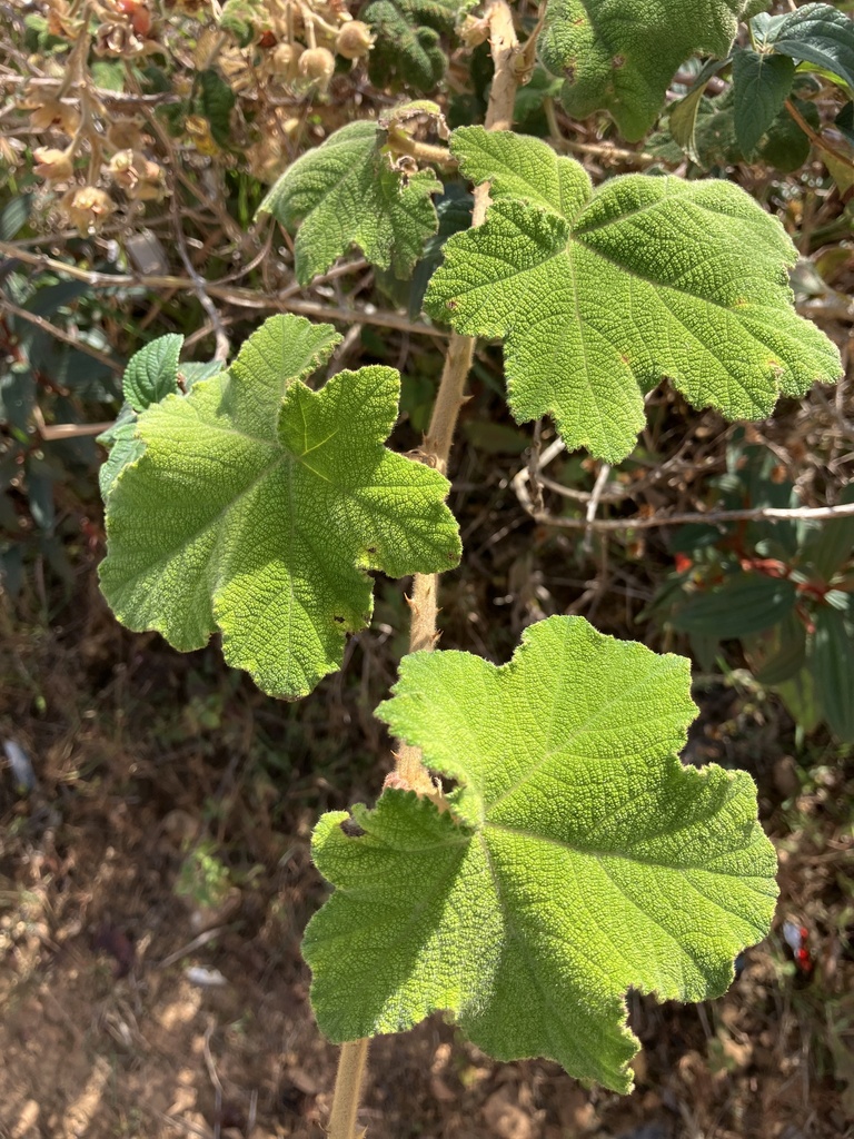 Giant bramble from Lạc Dương, VN-LD, VN on January 2, 2024 at 09:42 AM ...