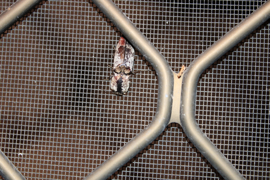 Cryptalaus prosectus from Smiths Lake NSW 2428, Australia on January 2 ...