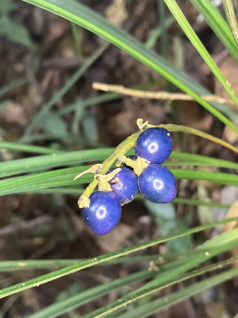 Dwarf Lily-turf from Lạc Dương, VN-LD, VN on January 2, 2024 at 03:12 ...