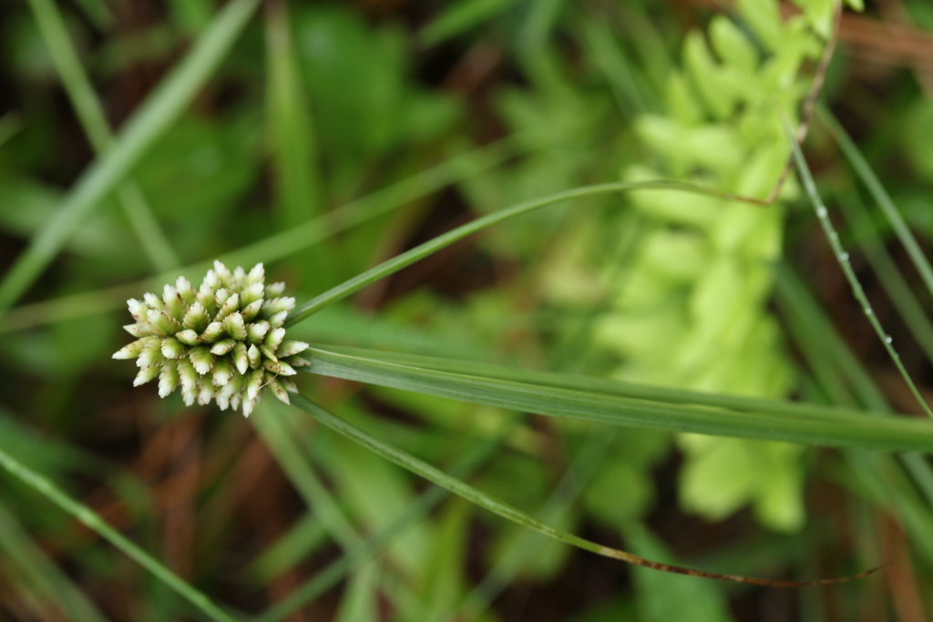 soft sedge from King Cetshwayo District Municipality, South Africa on ...