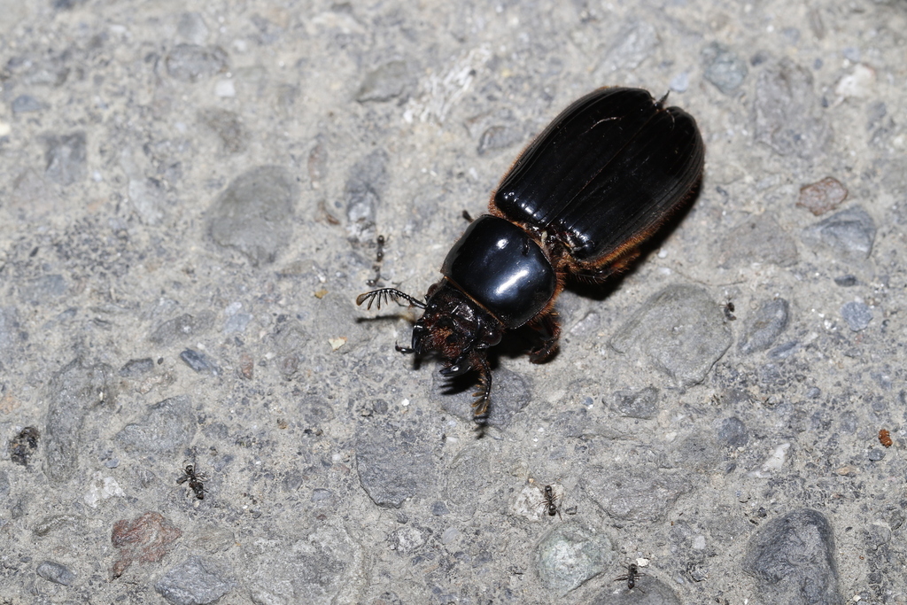 Bess Beetles from Dongshan District, Tainan City, Taiwan 733 on April ...