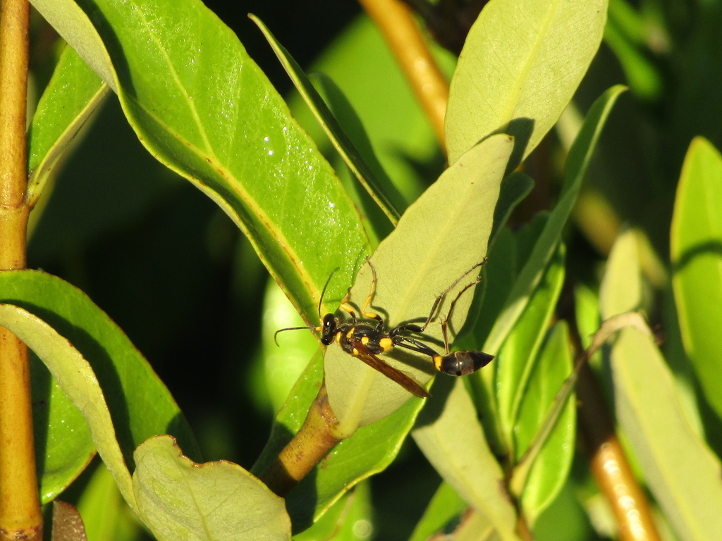 Clayman's Mud-dauber Wasp from Saint Andrew, JM on January 2, 2024 at ...