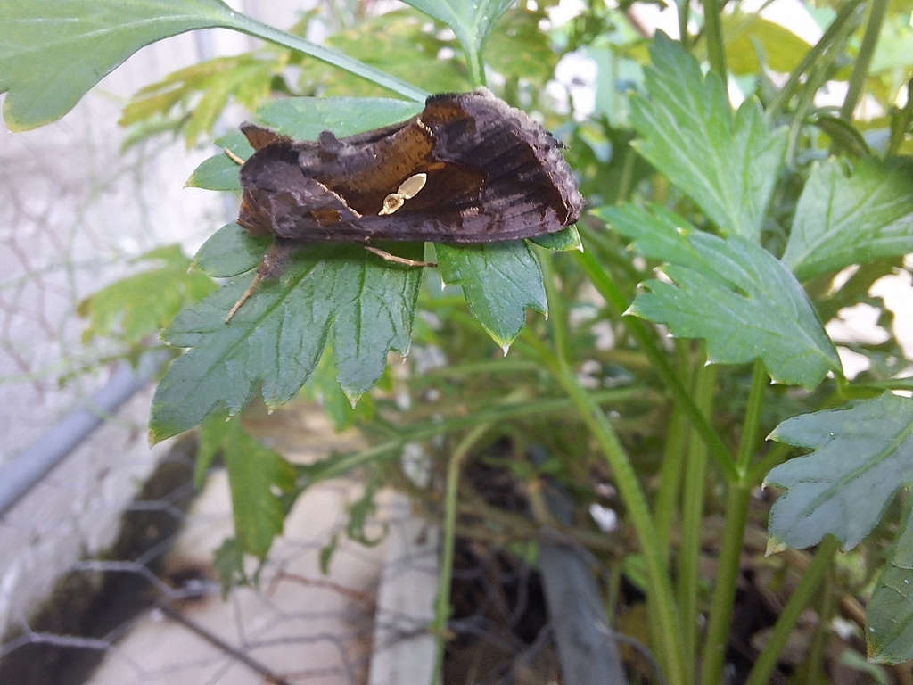 Tomato Looper from Island View, Bluff, 4052, South Africa on January 2 ...