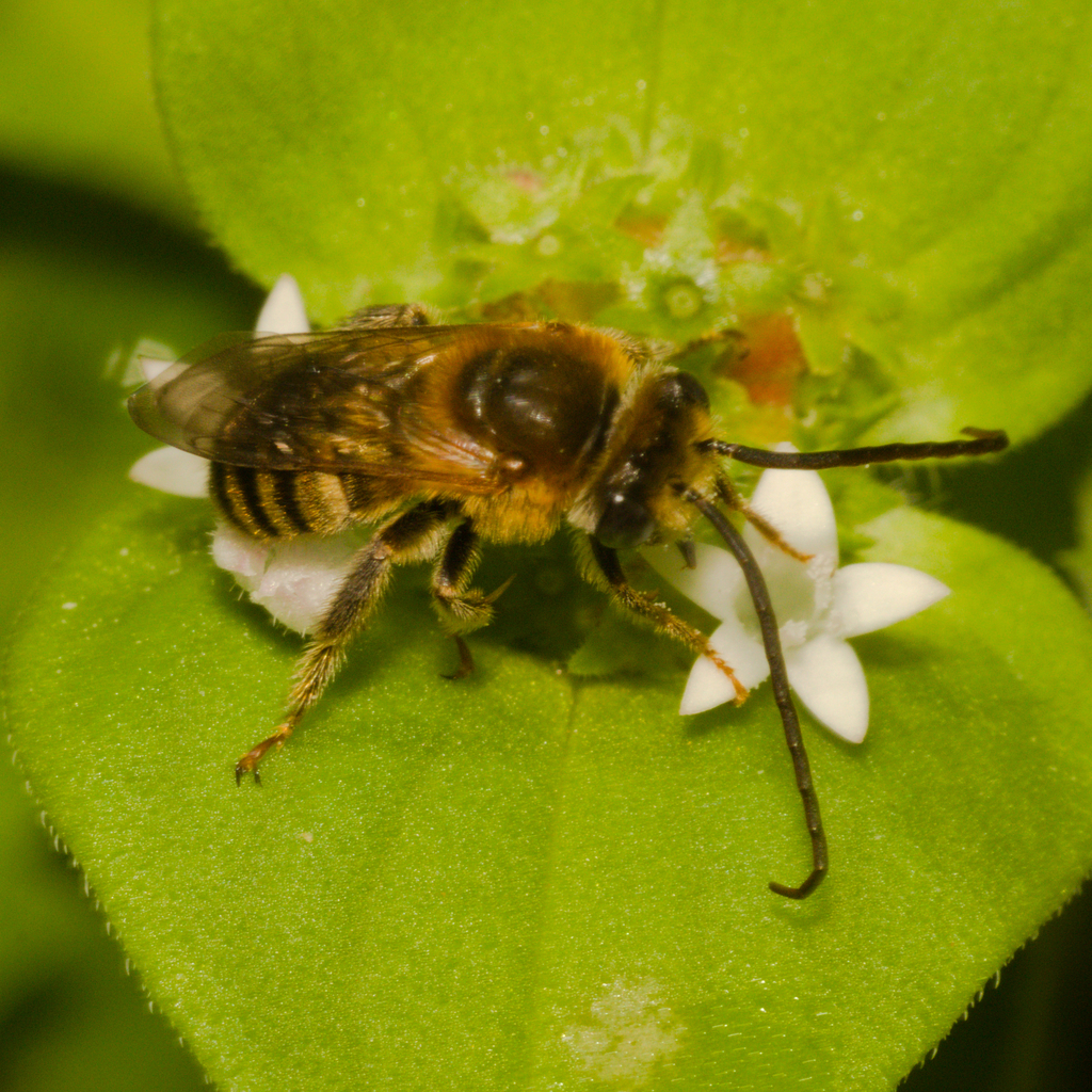 Longhorn Bees from Meu Jardim Vila Sao Francisco, Cruz Alta - RS ...