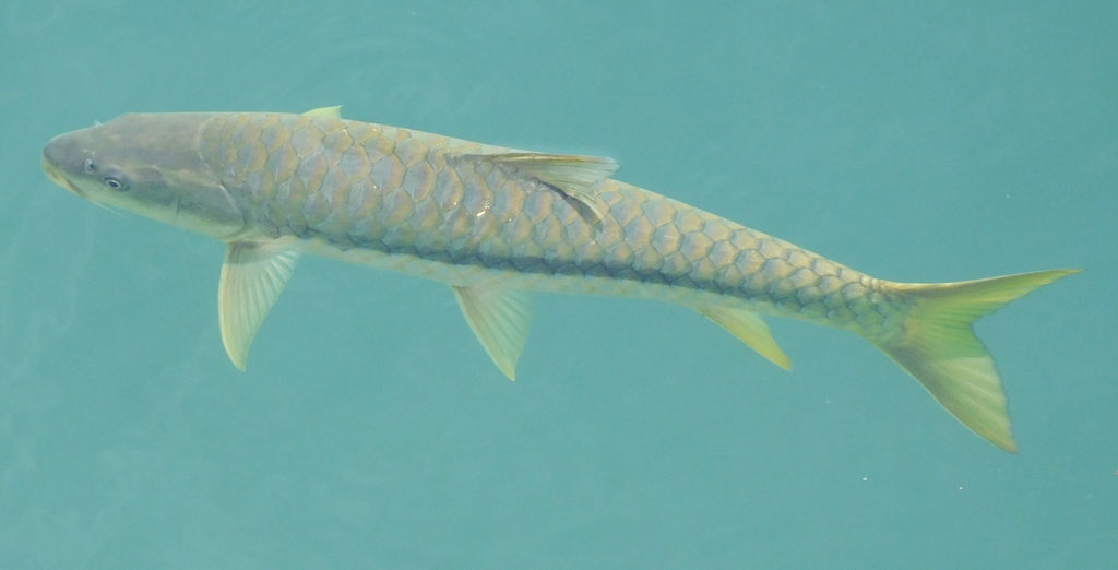 Golden Mahseer in December 2023 by Jagdish Singh Negi · iNaturalist