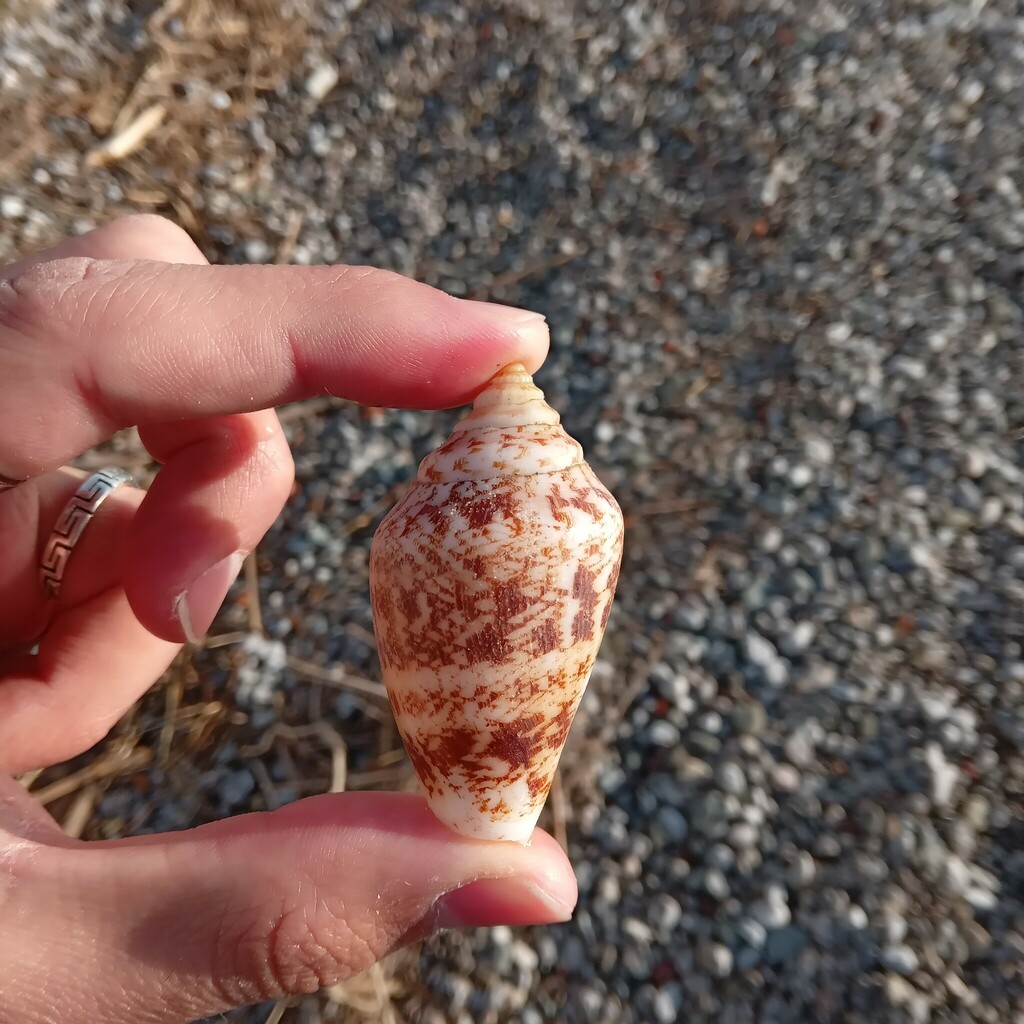 Persian Conch from Ιτέα, Ελλάδα on January 2, 2024 at 03:44 PM by ...