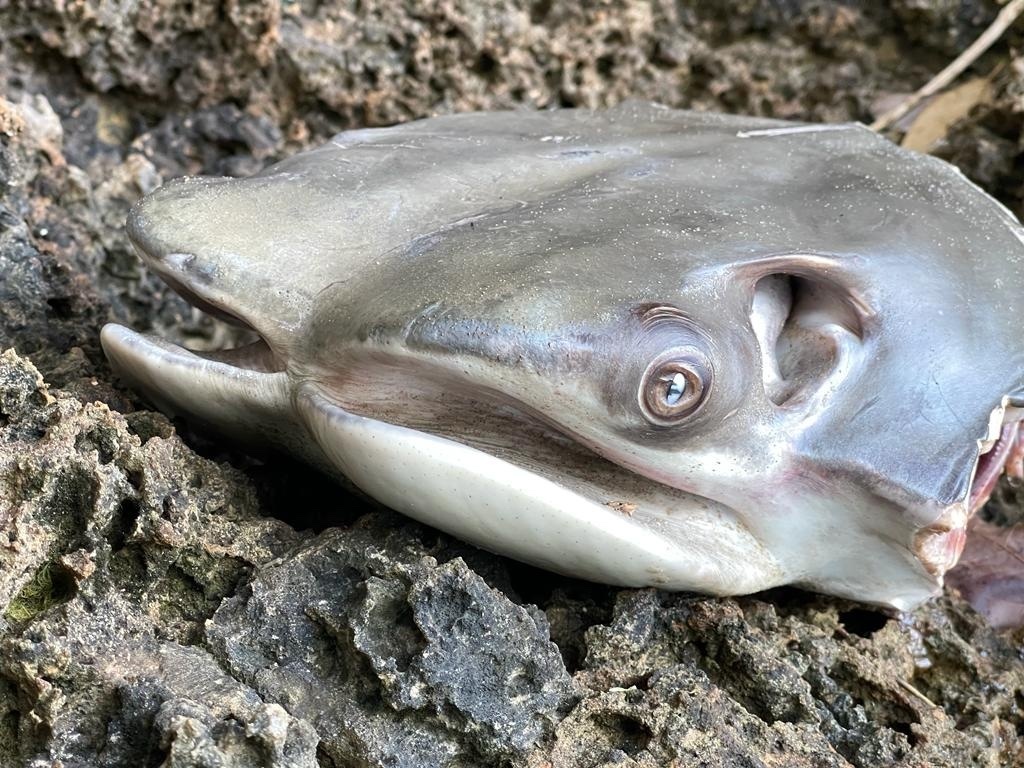 shorttail cownose ray in January 2024 by markdeeble. A quantity of ...