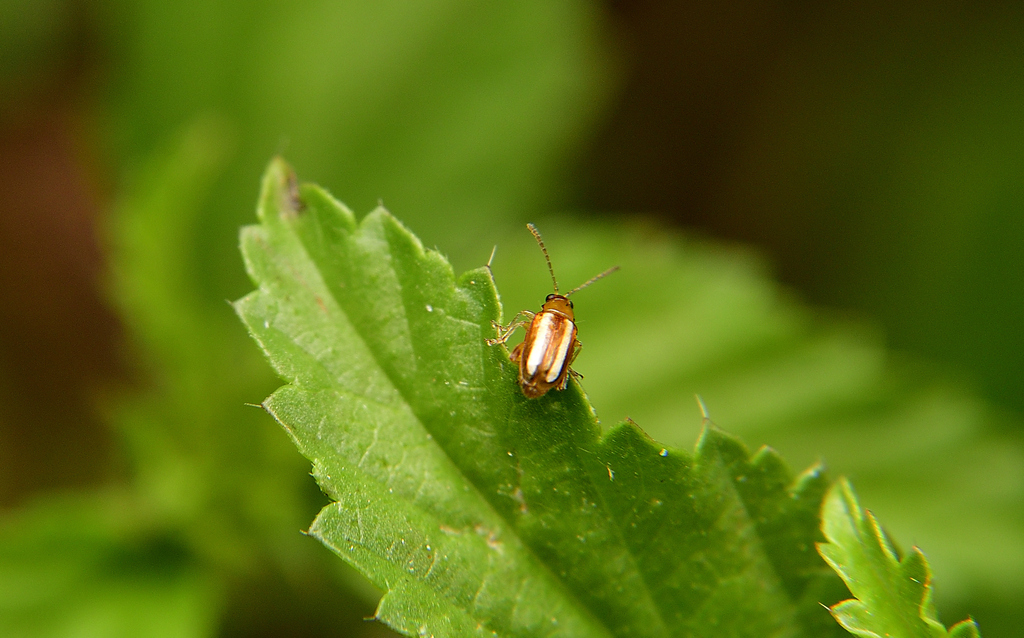 Flea Beetles from Ibagué, Tolima, Colombia on December 22, 2023 at 10: ...