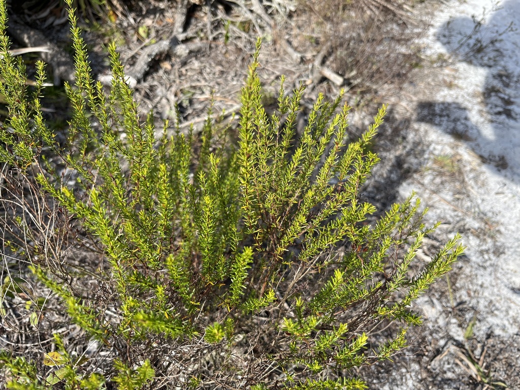 Sandhill St. John's-wort from Lake Wales Ridge State Forest Trail ...