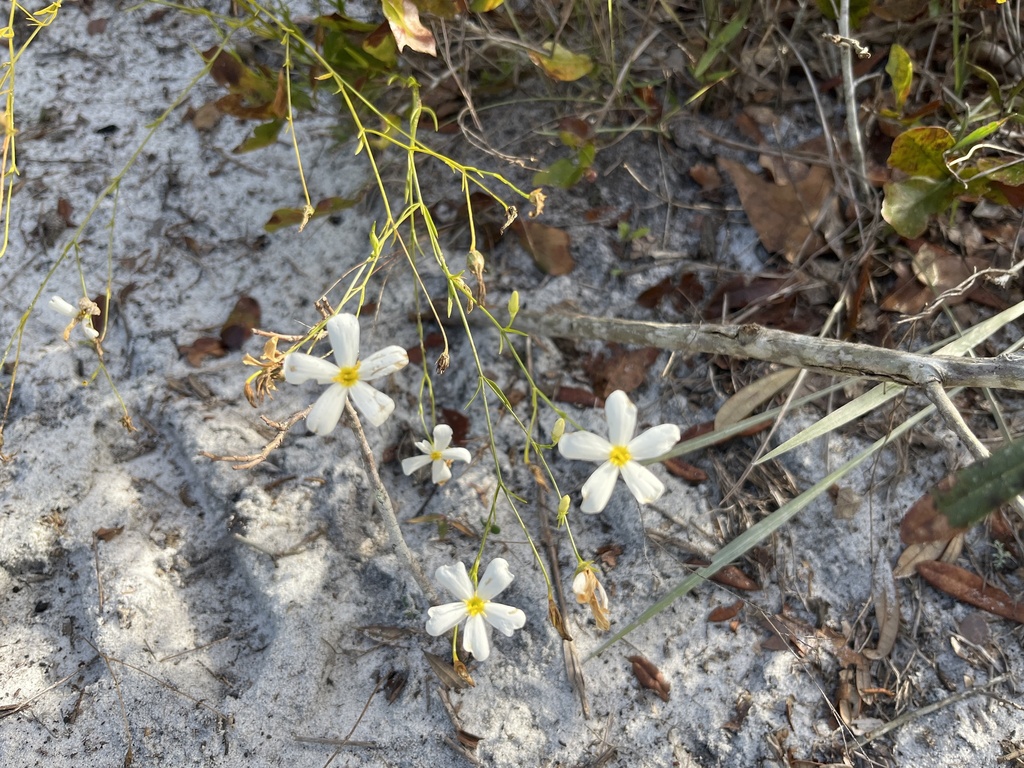 Shortleaf Rose Gentian from Lake Wales Ridge State Forest Trail ...