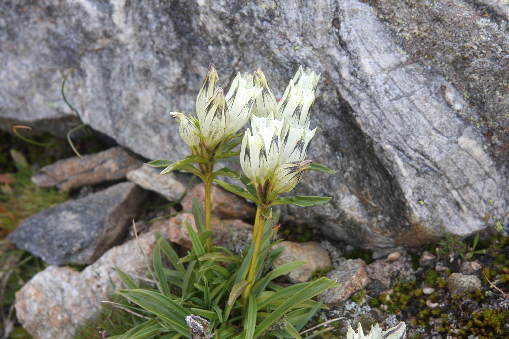 Arctic Gentian from Boulder County, CO, USA on September 4, 2011 at 01: ...