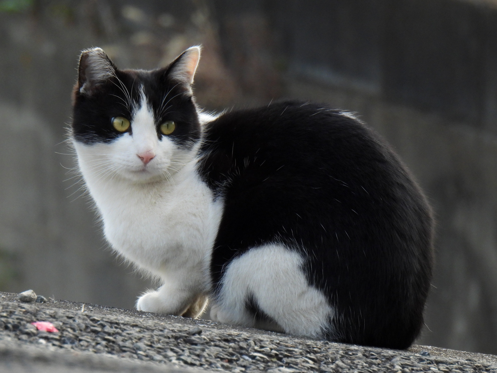 Domestic Cat from Unane, Setagaya City, Tokyo 157-0068, Japan on ...