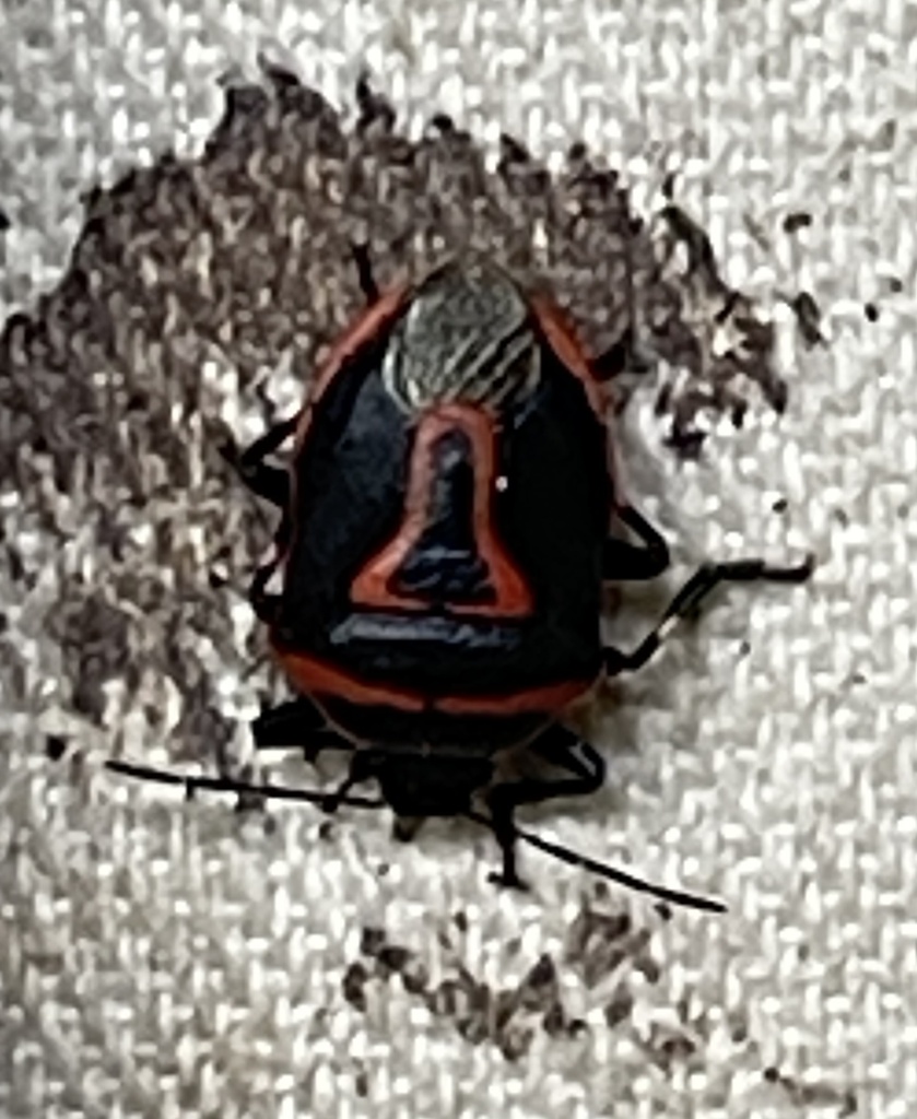 Two-spotted Stink Bug from Faust Park Thornhill Home and Historical ...