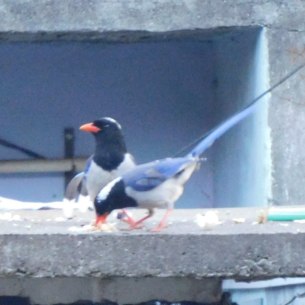 Red-billed Blue-Magpie from Padampuri on January 1, 2024 at 07:42 AM by ...