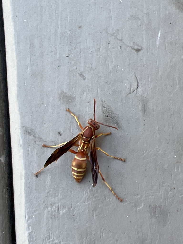 Southern Paper Wasp from St. Marks National Wildlife Refuge ...