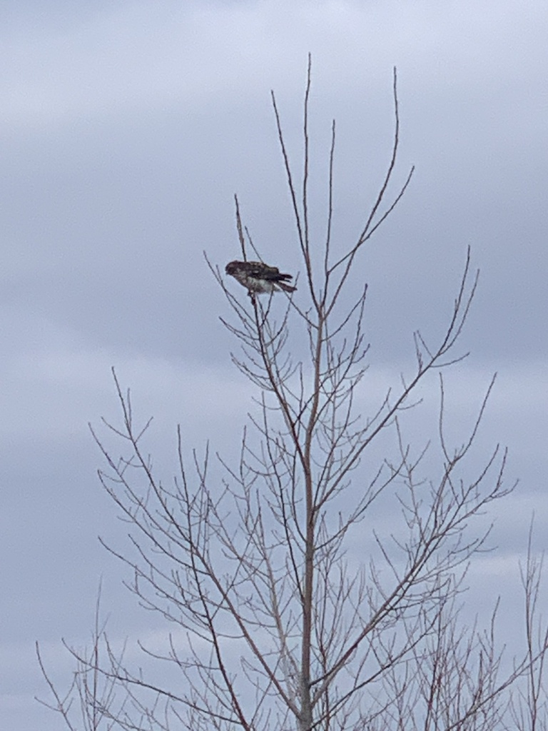 Red-tailed Hawk from Beulah Park Dr, Grove City, OH, US on January 2 ...