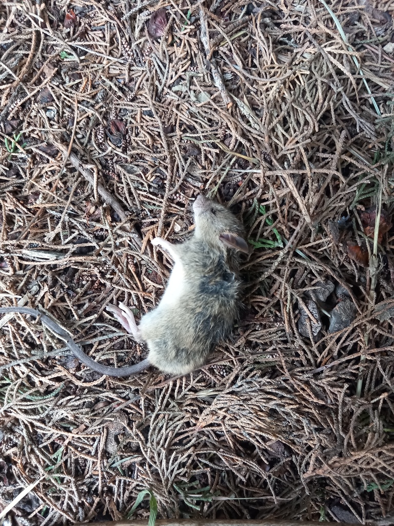 House Mouse from Quartiere XI Portuense, Roma RM, Italia on December 11 ...