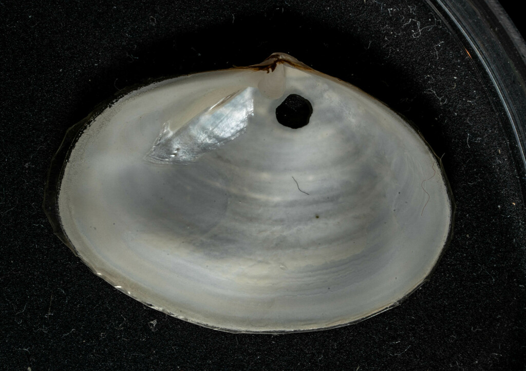 Lea's Spoon Clam from Carters Beach on December 30, 2023 at 06:19 PM by ...